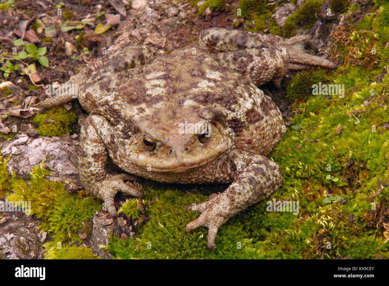 Bufo bufo tadpole hi-res stock photography and images - Alamy