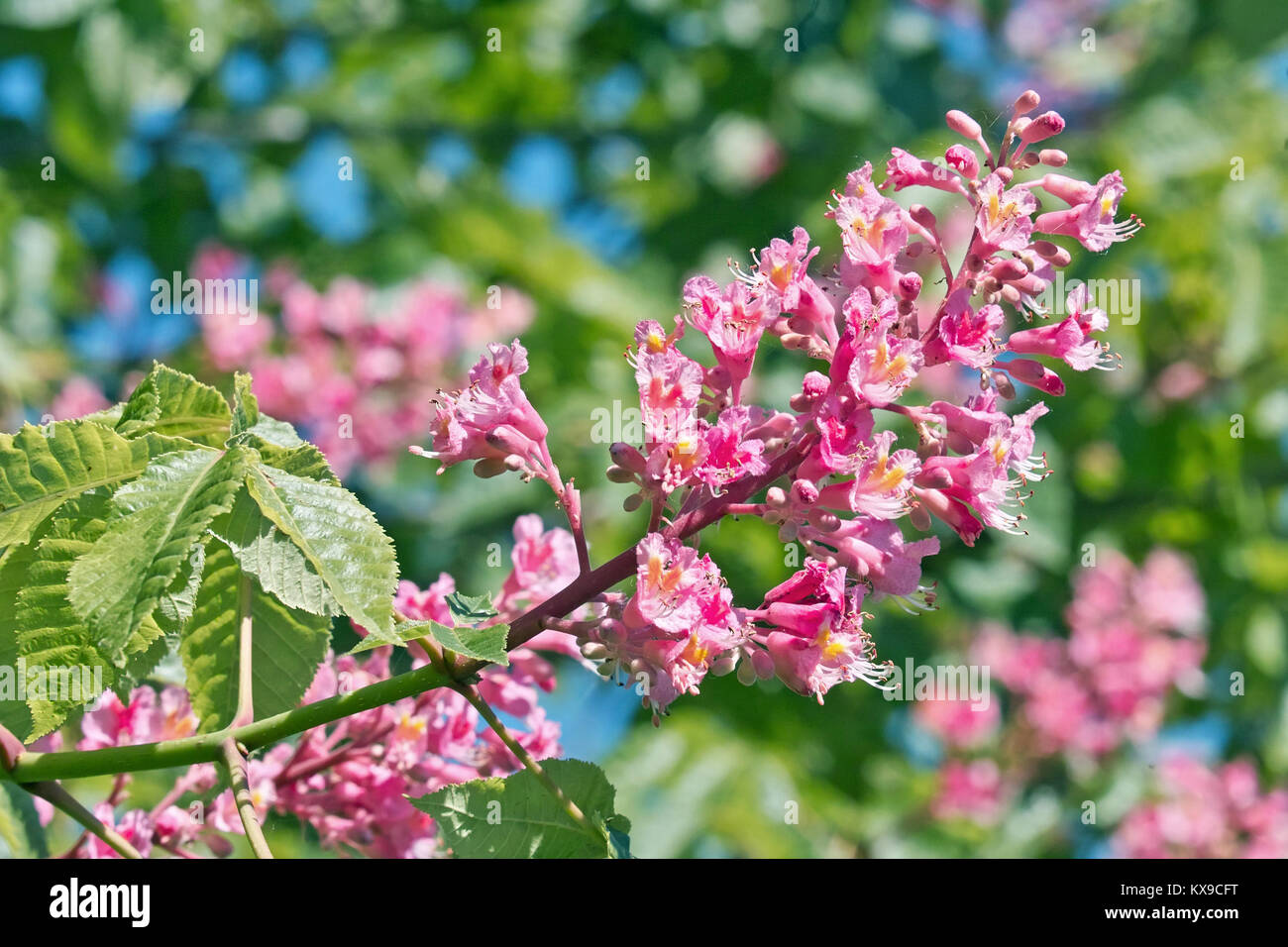 Red chestnut tree hi-res stock photography and images - Alamy