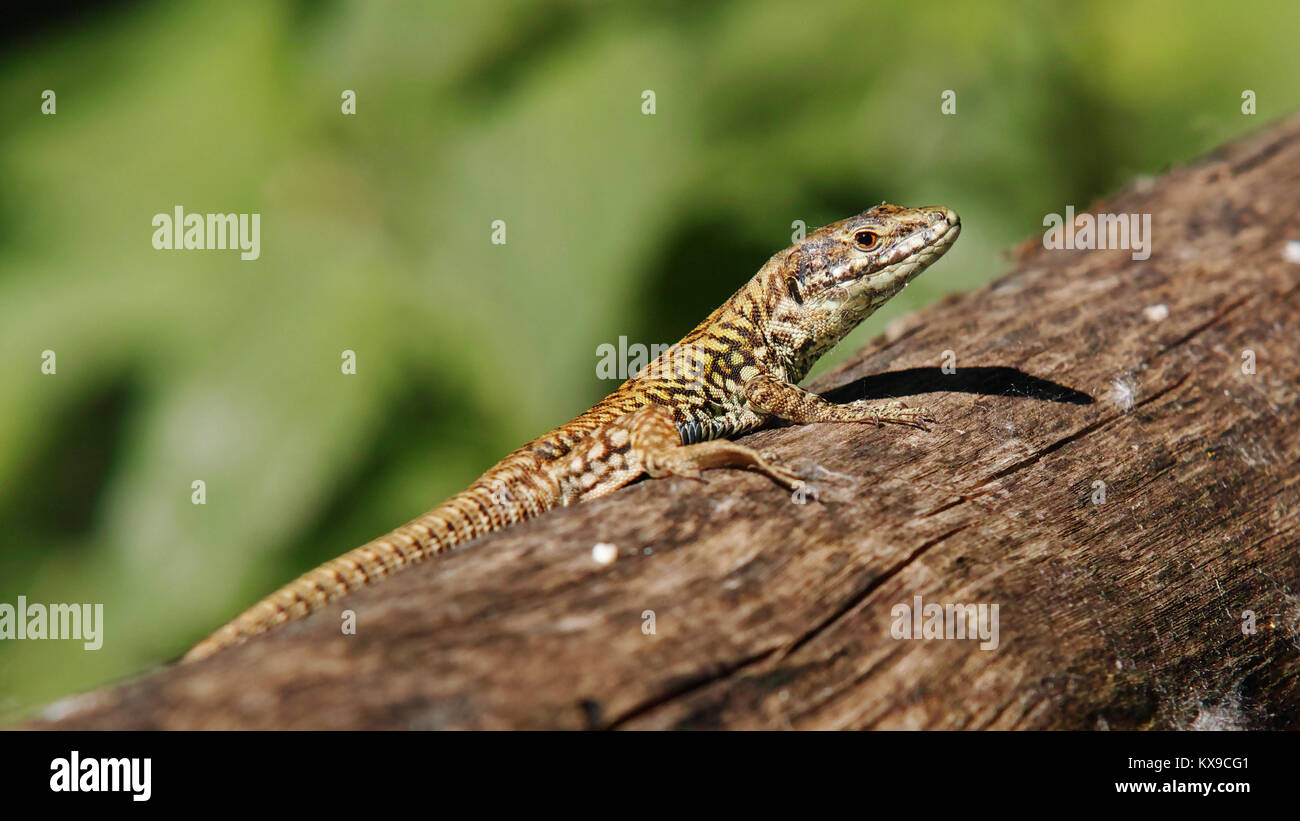 european wall lizard Stock Photo - Alamy