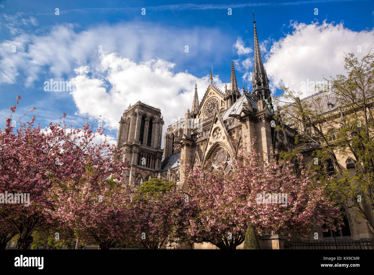 Notre Dame cathedral with spring trees in Paris, France Stock Photo - Alamy