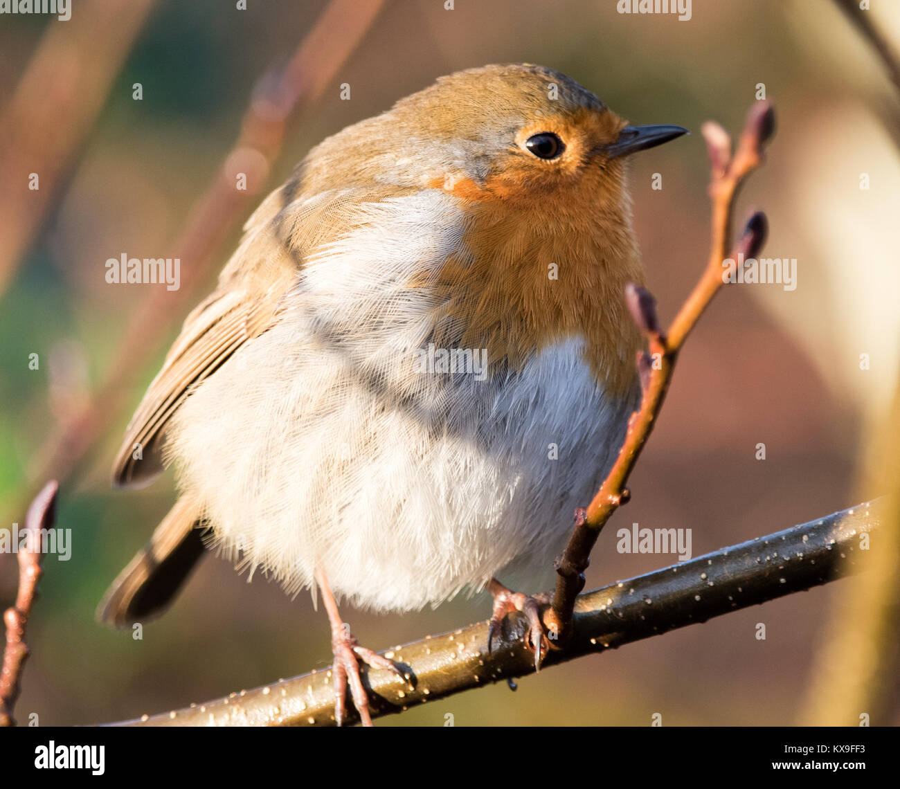Robin feather detail hi-res stock photography and images - Alamy