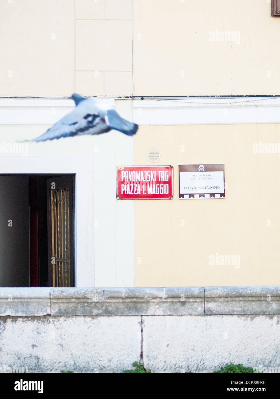 pigeon fly in first may square at Piran,Slovenia Stock Photo - Alamy