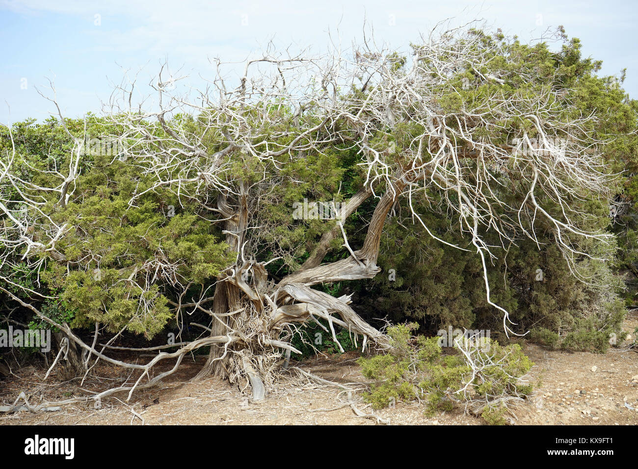 Big juniper tree and bush in the forest, Cyprus Stock Photo - Alamy