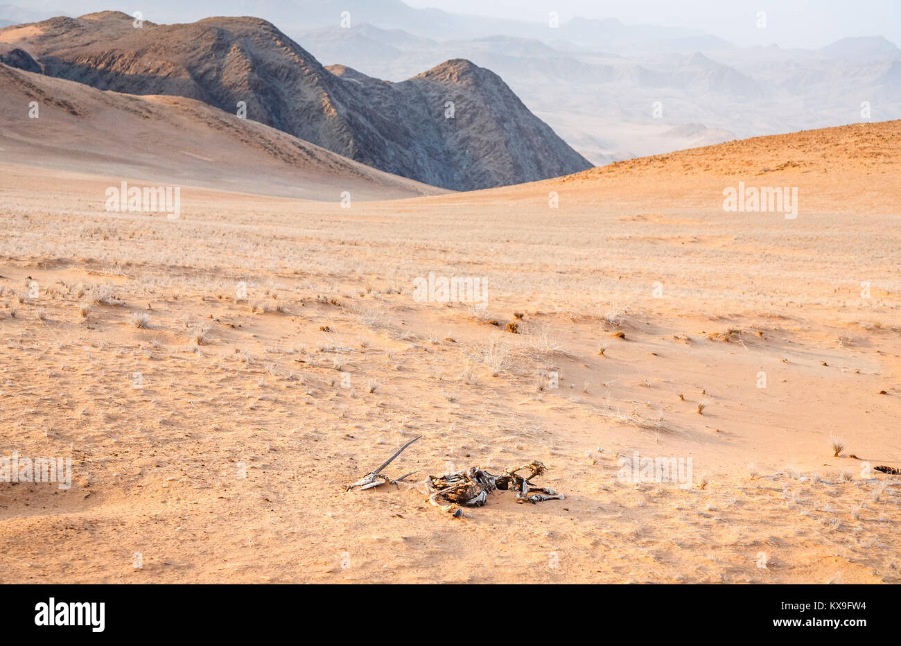 Skeleton coast desert bones hi-res stock photography and images - Alamy