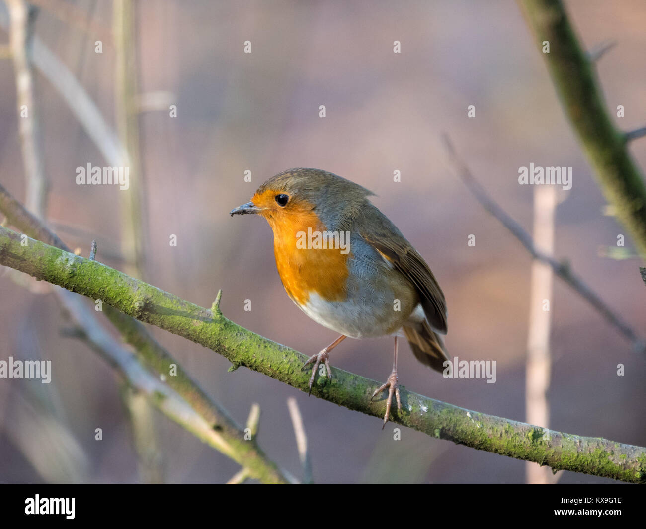 Bird woods hi-res stock photography and images - Alamy