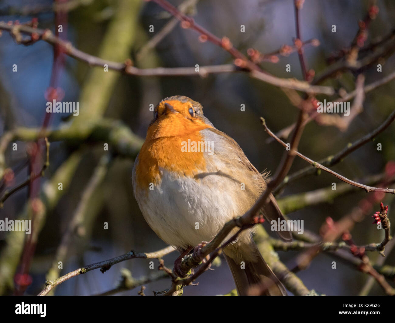 A European Robin sitting on a branch in a park in Manchester, UK on a ...