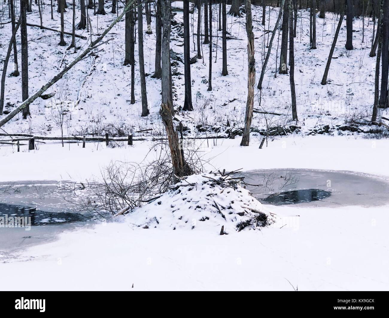 A beaver lodge after snow in winter in falls village connecticut United ...
