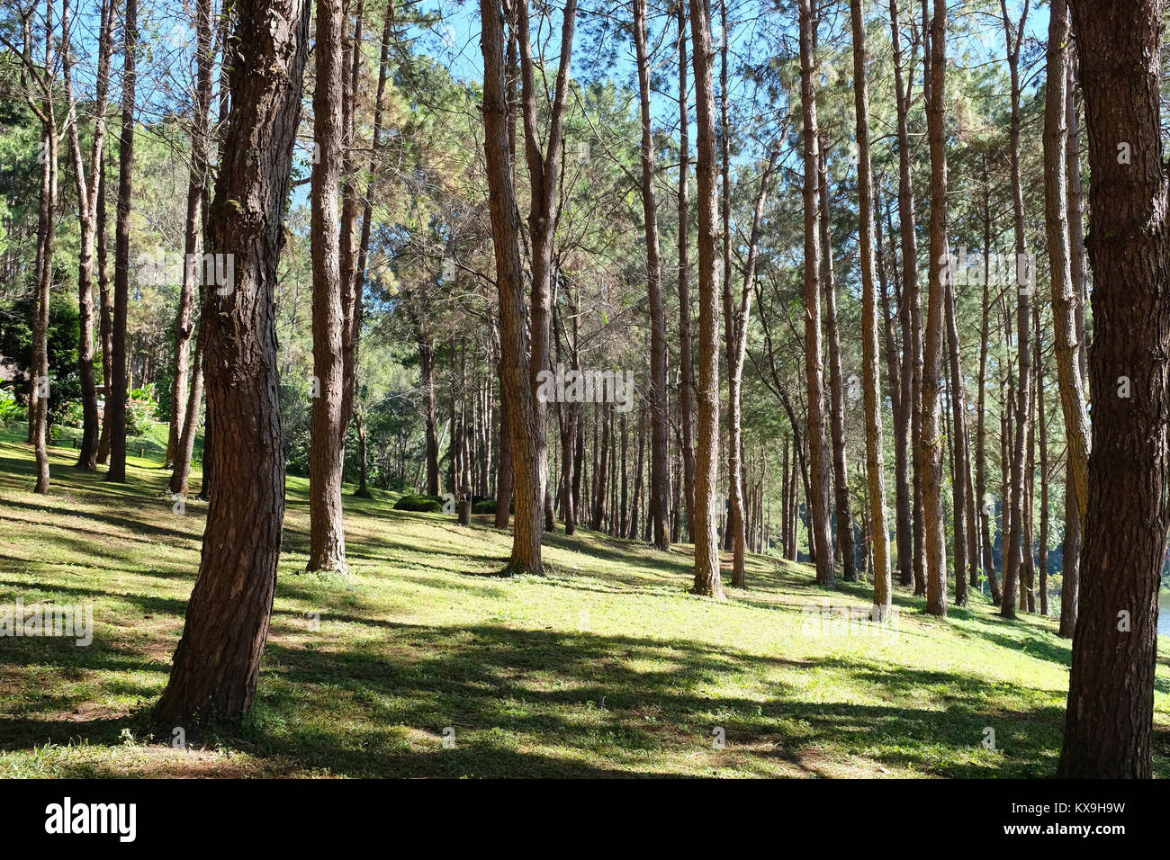 Pang Tong Under Royal Forest Park ( Pang ung ) at Mae Hong Son Province ...