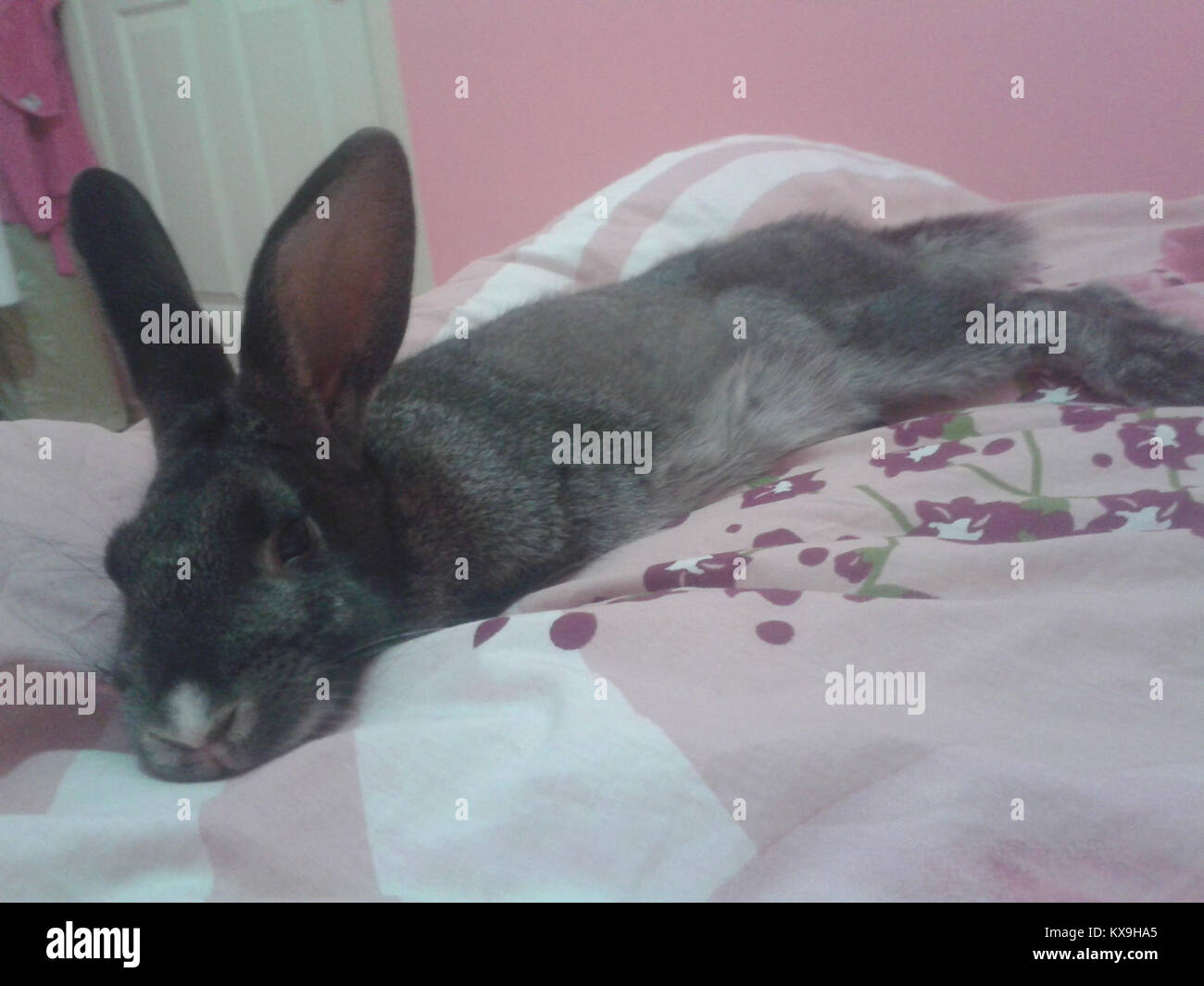 A photograph of a 6-month-old rabbit, showcasing its growth stage and ...