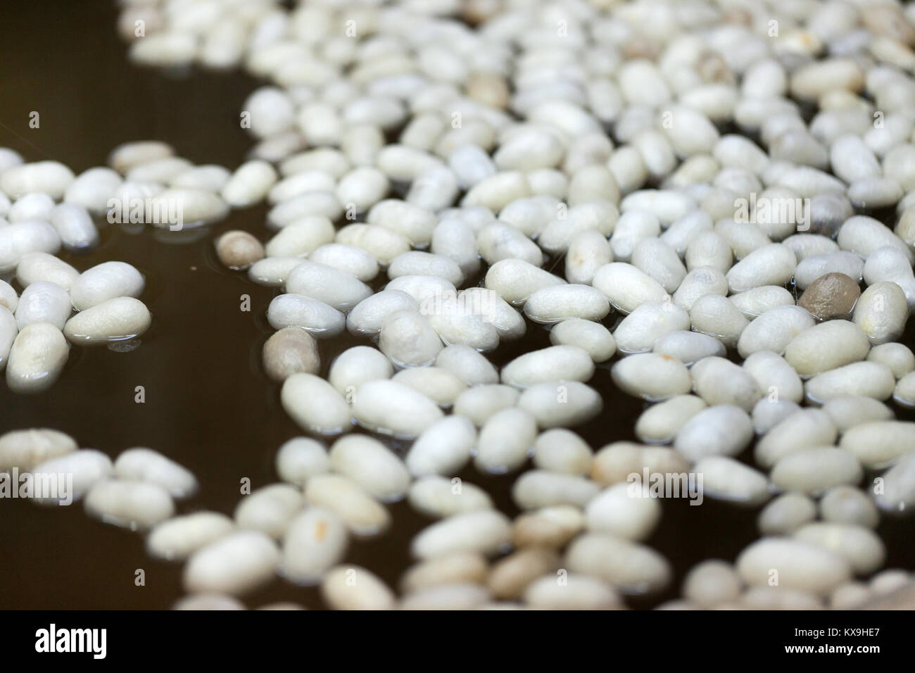 Boiling cocoon in a pot to prepare a cocoon silk Stock Photo - Alamy
