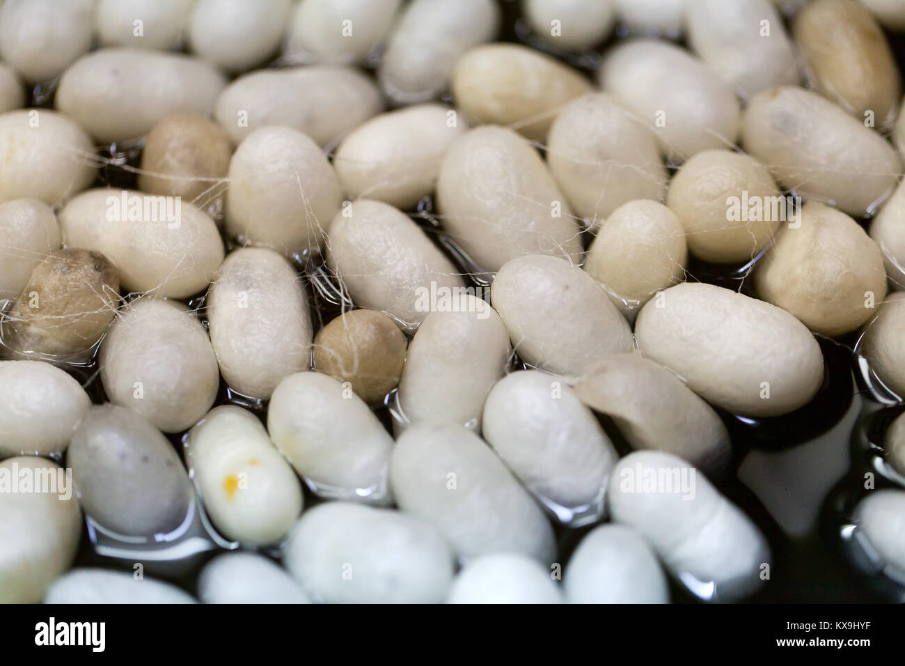 Boiling cocoon in a pot to prepare a cocoon silk Stock Photo - Alamy