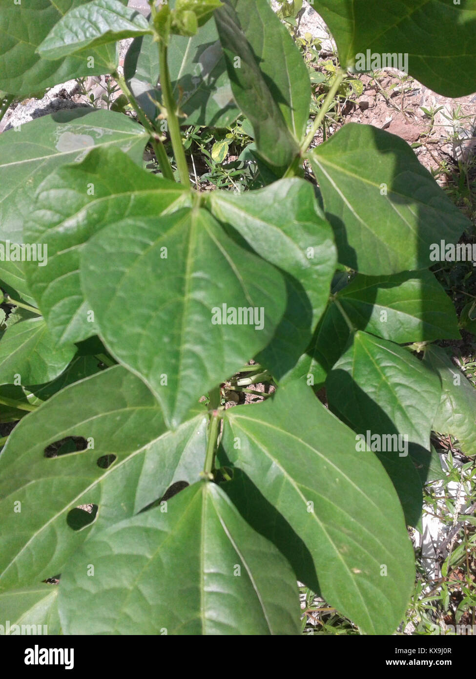 Photograph or illustration of Vigna unguiculata (cowpea), a legume ...