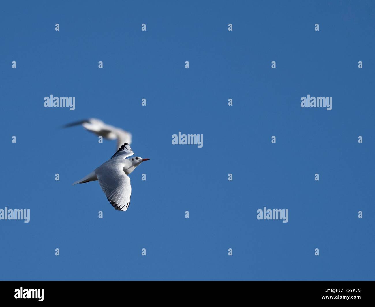Pair of gull,flying,blue sky Stock Photo - Alamy