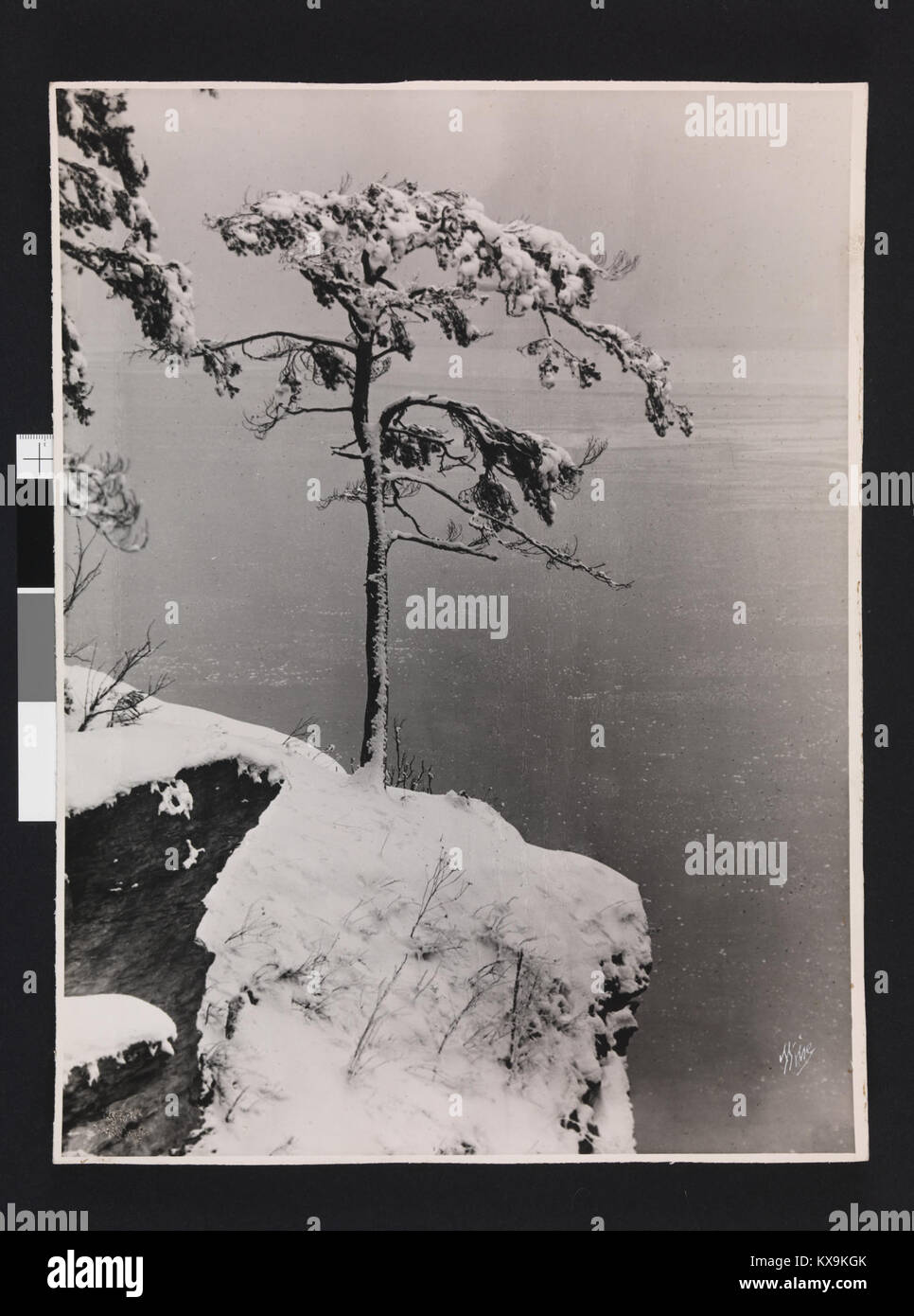 Furu tree hi-res stock photography and images - Alamy
