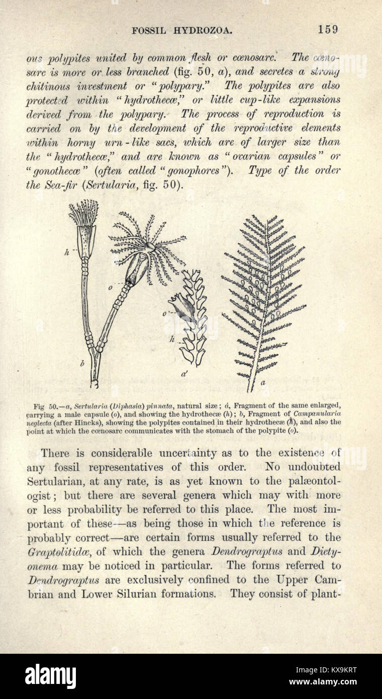 A page describing the classification of fossils, with information on ...