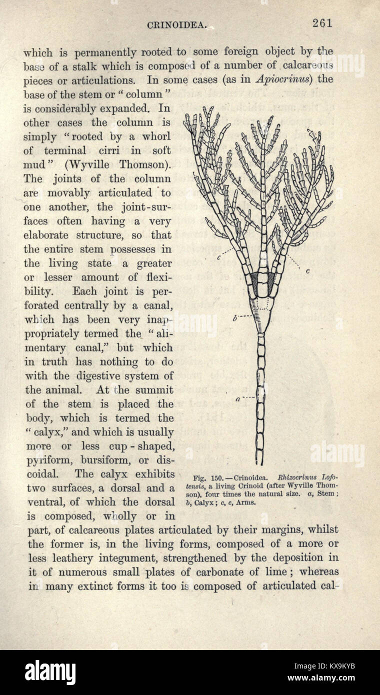 Page 261 provides details on fossil morphology, classification criteria ...