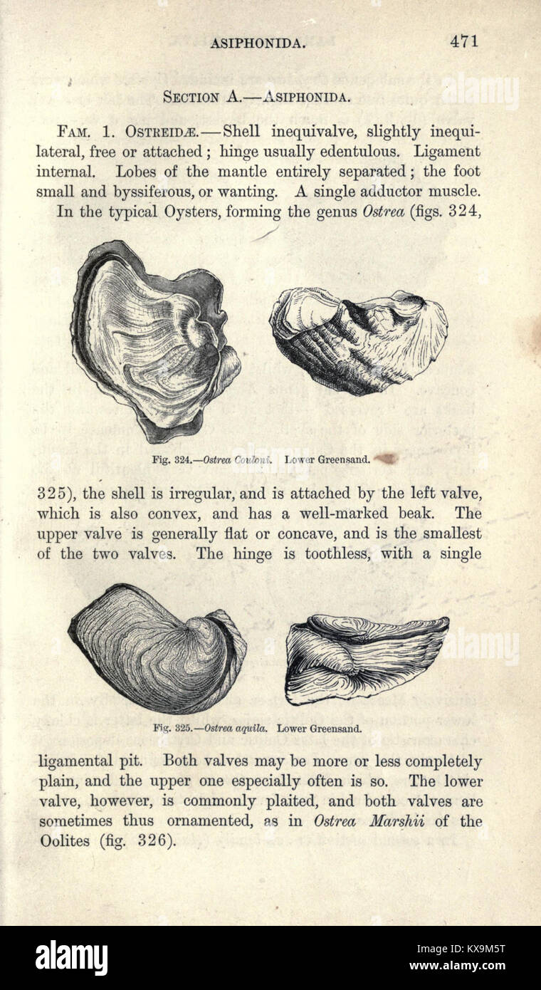 Fossil formation diagram hi-res stock photography and images - Alamy