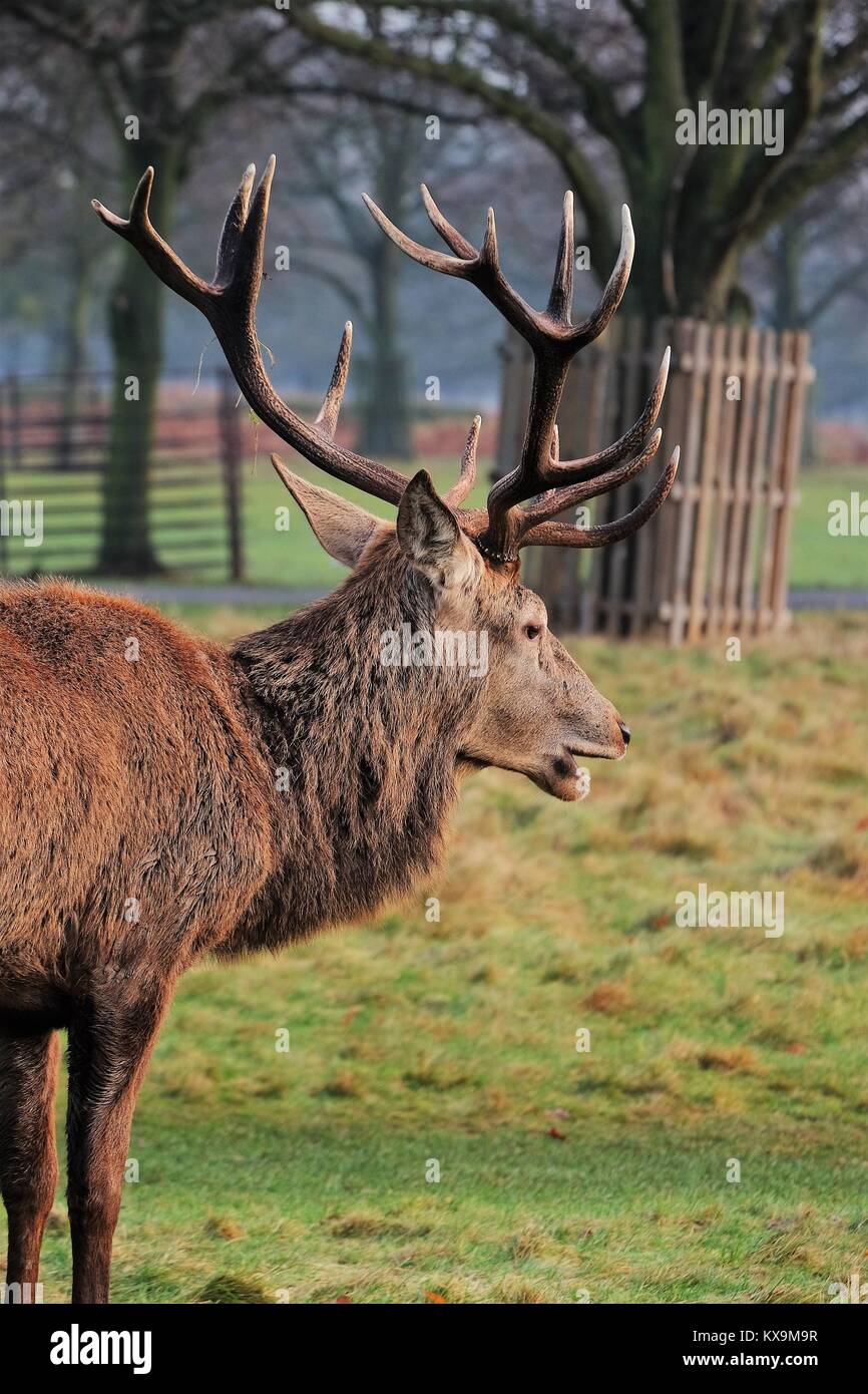 adult stag in park in winter Stock Photo - Alamy