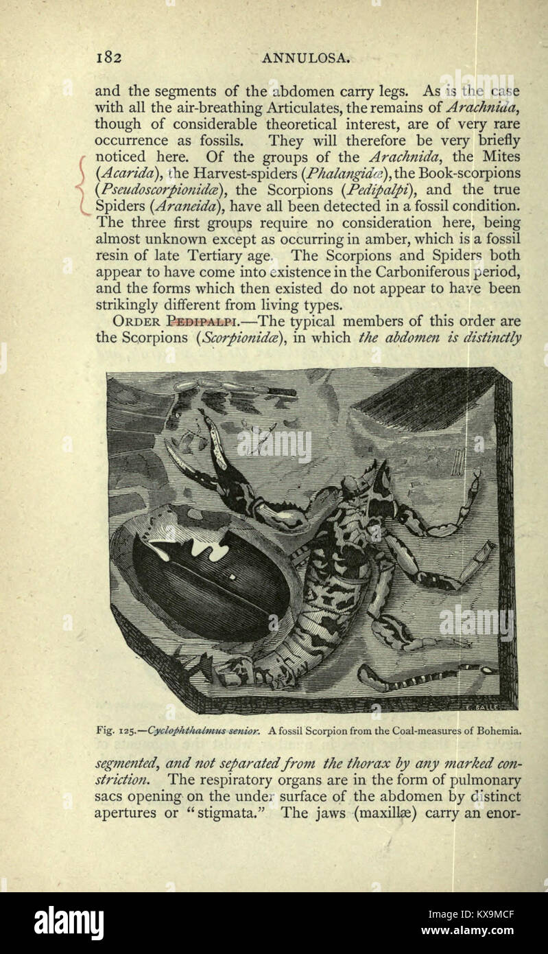 This page from 'A Manual of Paleontology,' a textbook for students ...