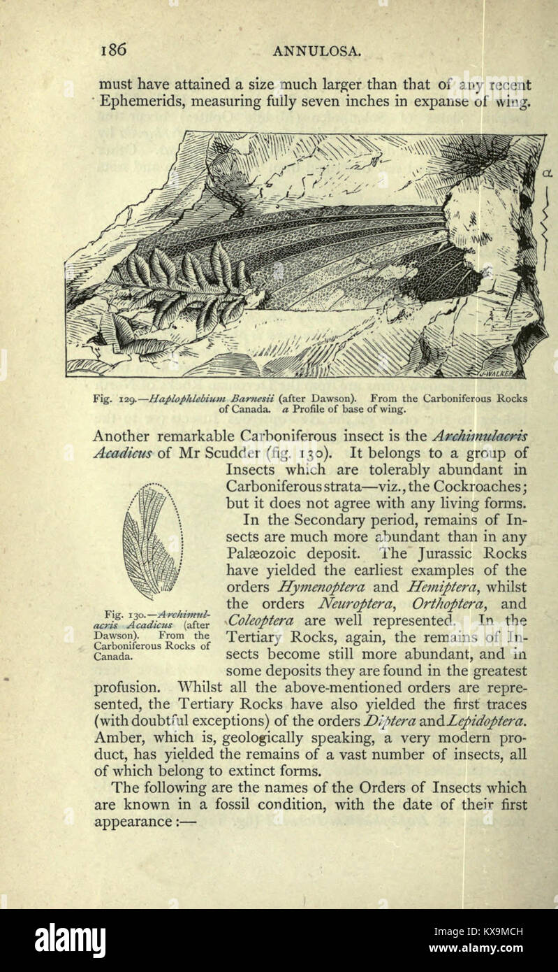 Paleontology manual for students offering detailed explanations ...