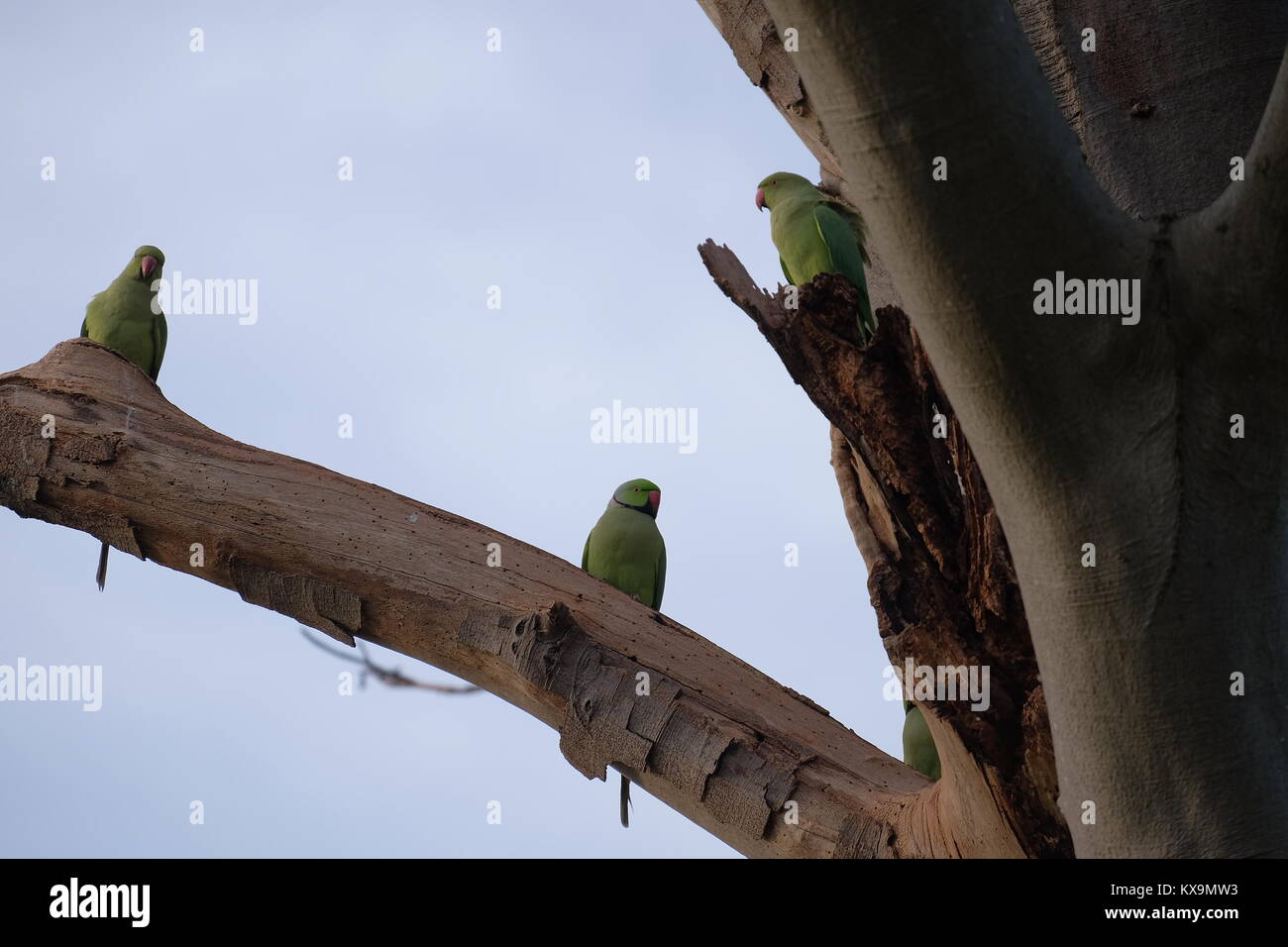 parakeet in tree Stock Photo - Alamy