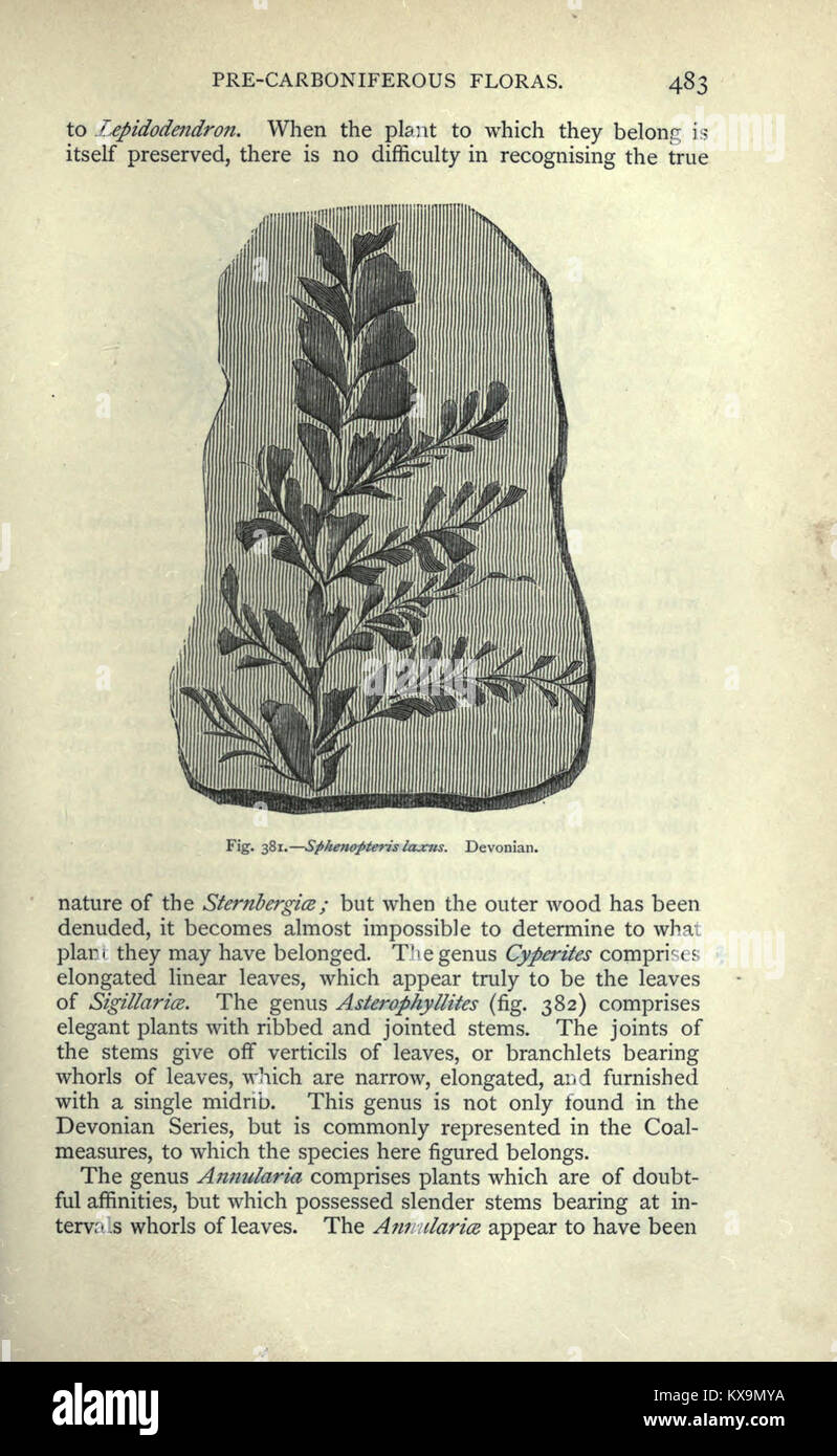 This page describes fossil specimens, classification criteria, and ...