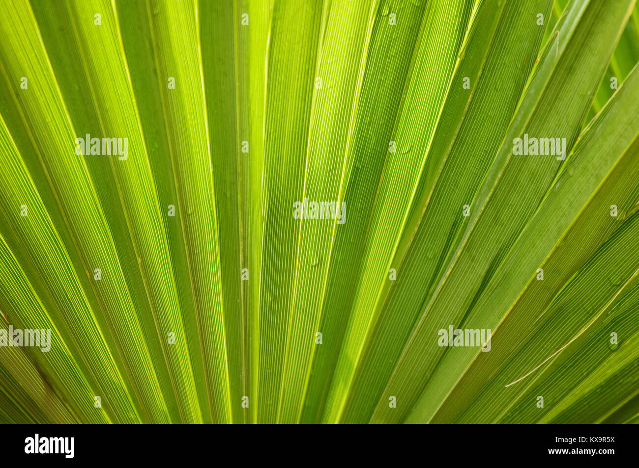Green palm tree leaf background Stock Photo - Alamy