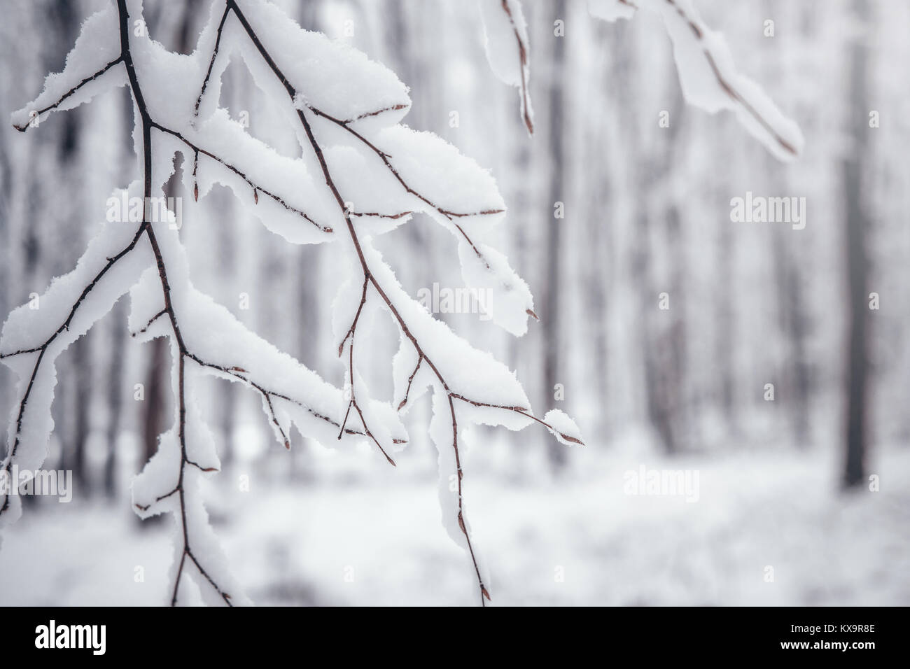 Winter tree background Stock Photo - Alamy