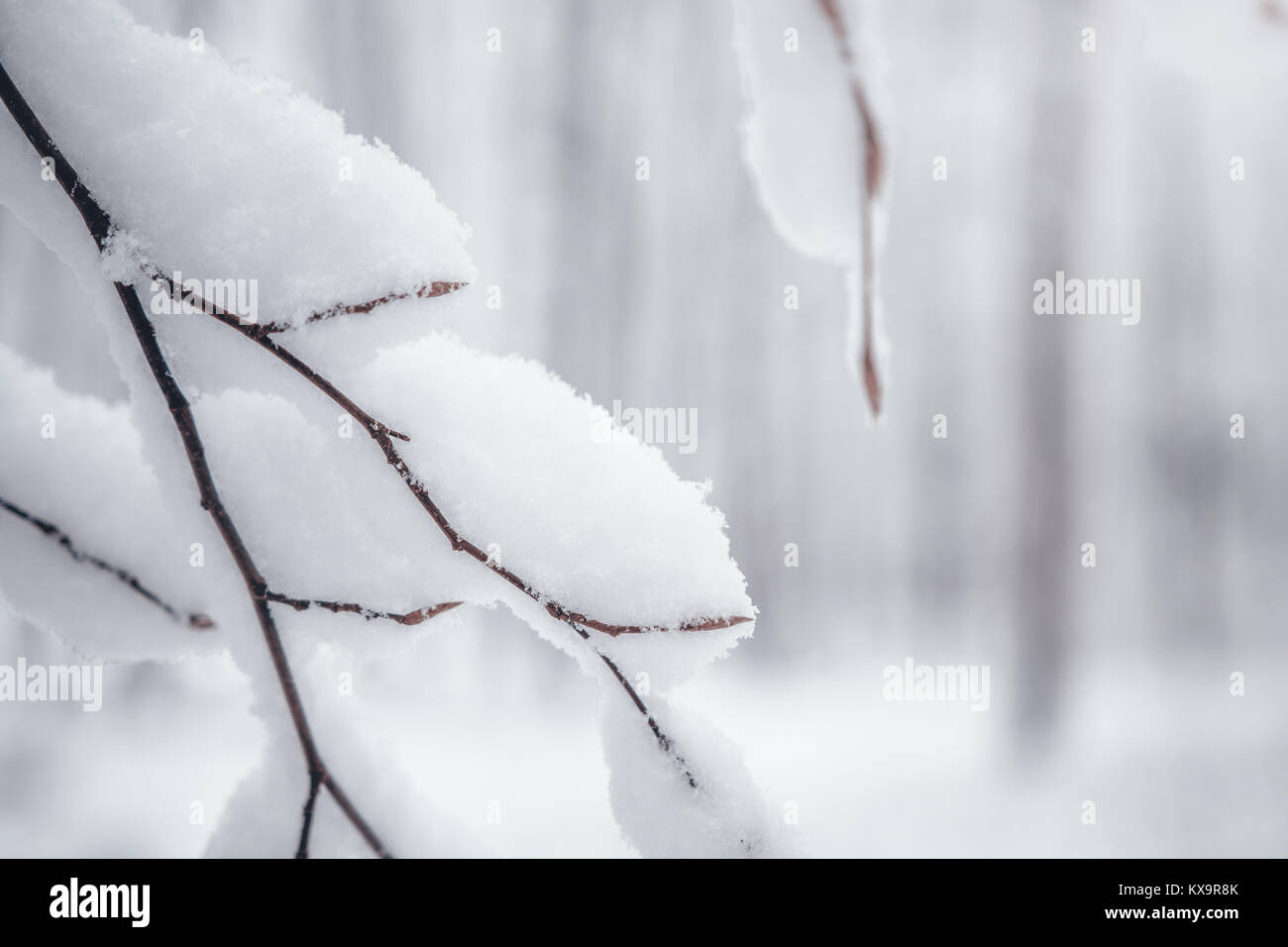 Winter tree background Stock Photo - Alamy