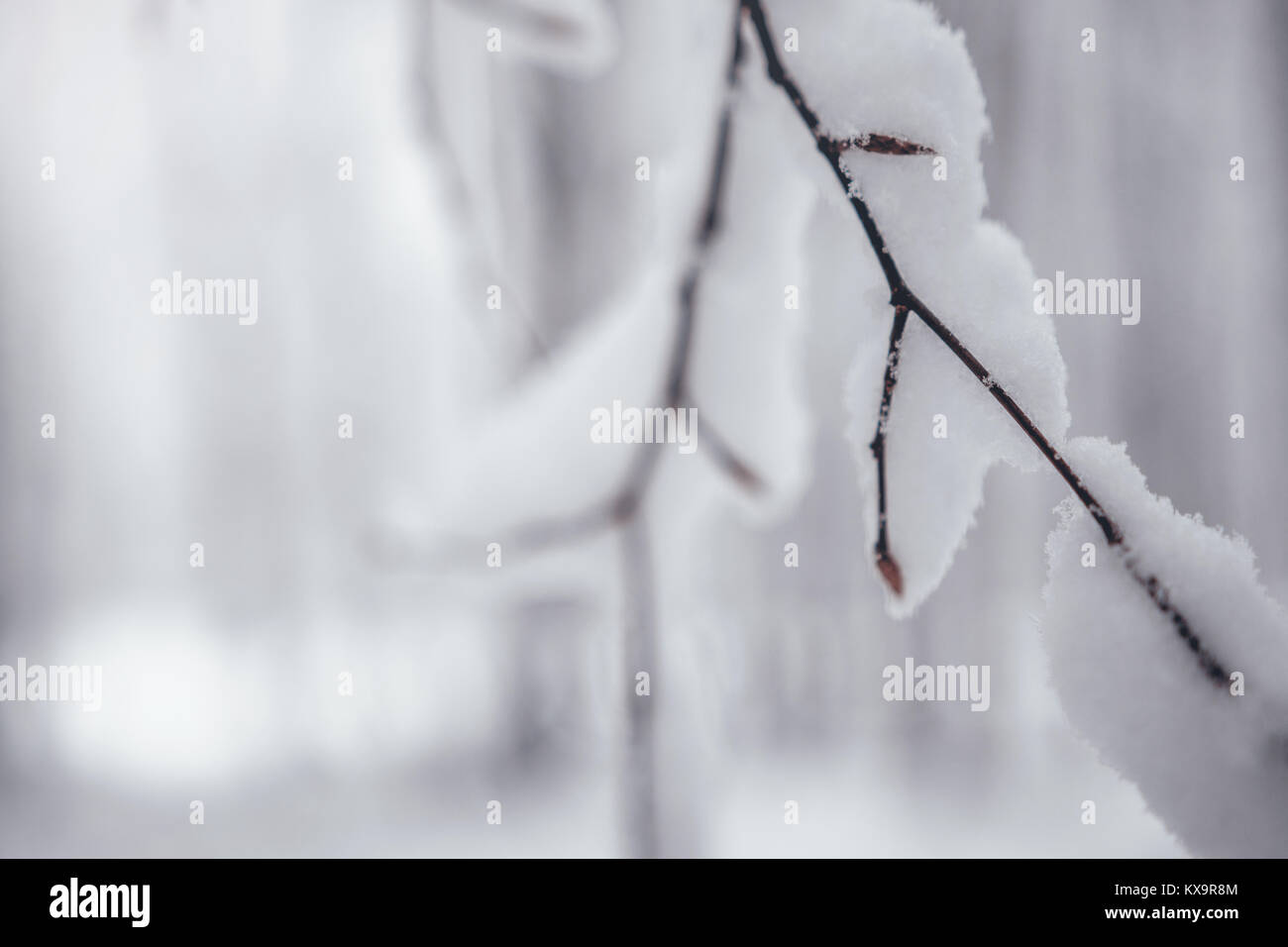 Winter tree background Stock Photo - Alamy