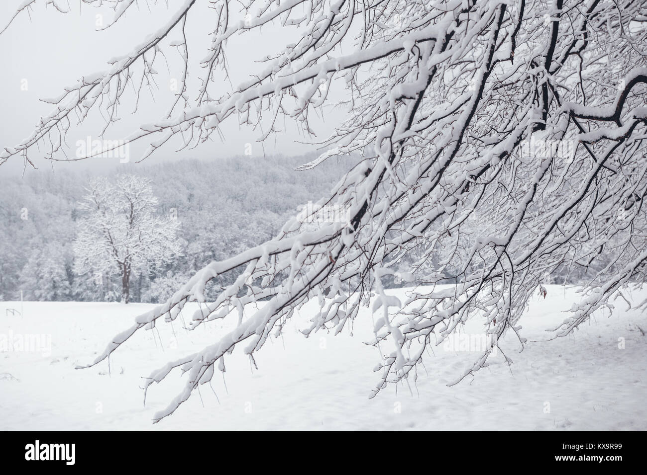 Winter tree background Stock Photo - Alamy