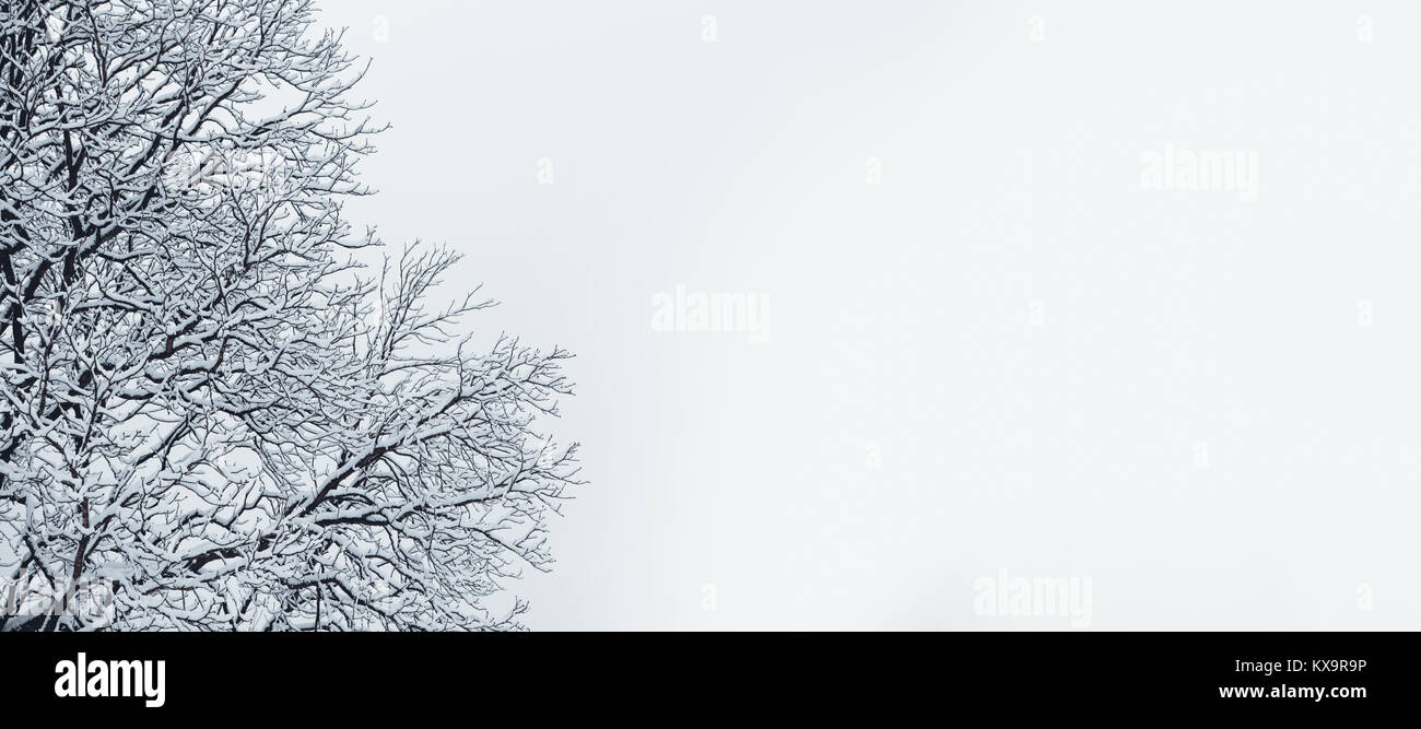 Winter tree background Stock Photo - Alamy