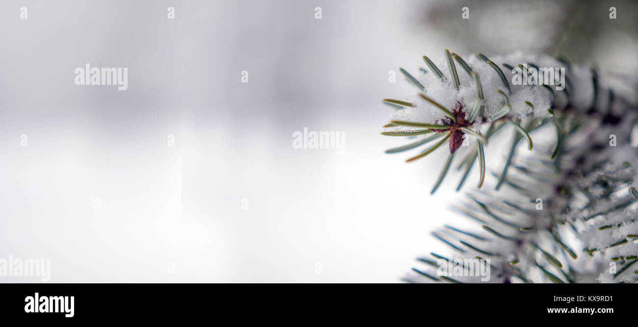 Winter tree background Stock Photo - Alamy