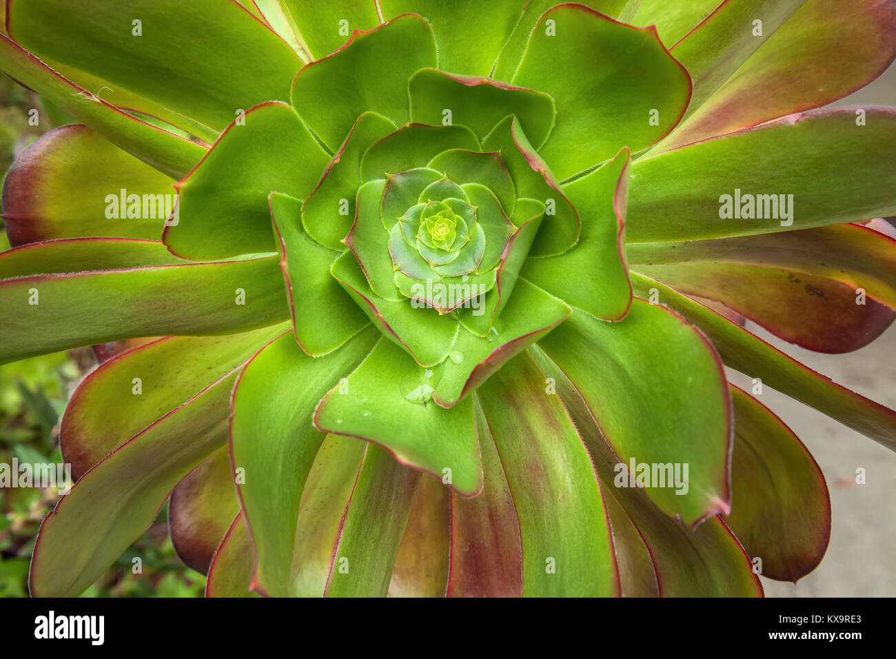 succulent plant Aeonium arboreum Stock Photo - Alamy