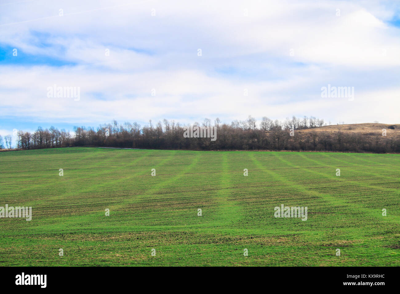 Green agricultural sow field and blue sky in country Stock Photo - Alamy