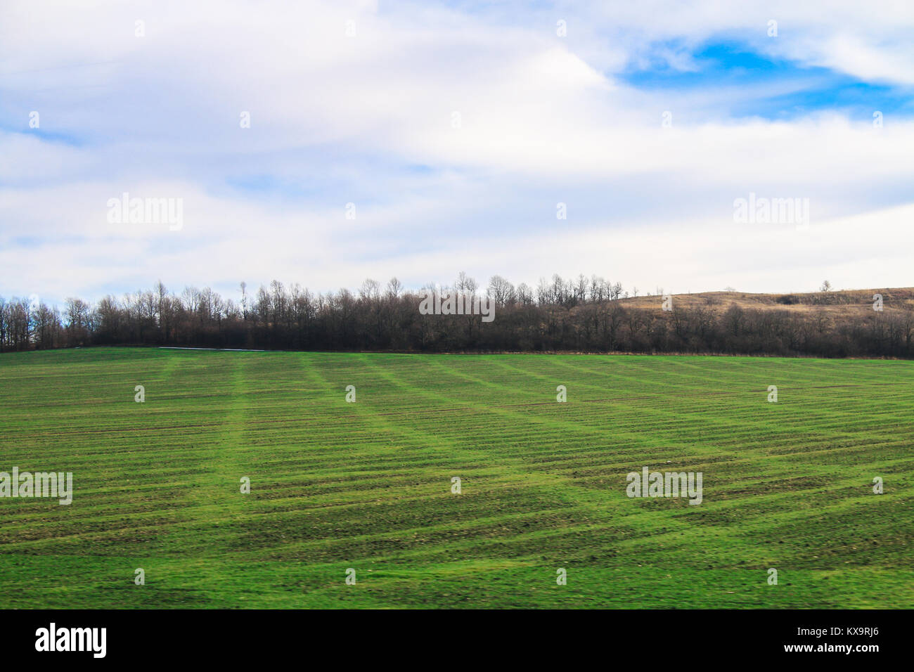 Green agricultural sow field and blue sky in country Stock Photo - Alamy