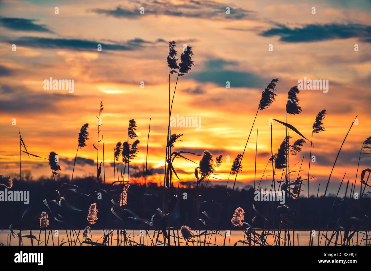 Beautiful colorful nature. Dry plants highlighted by the setting sun on ...