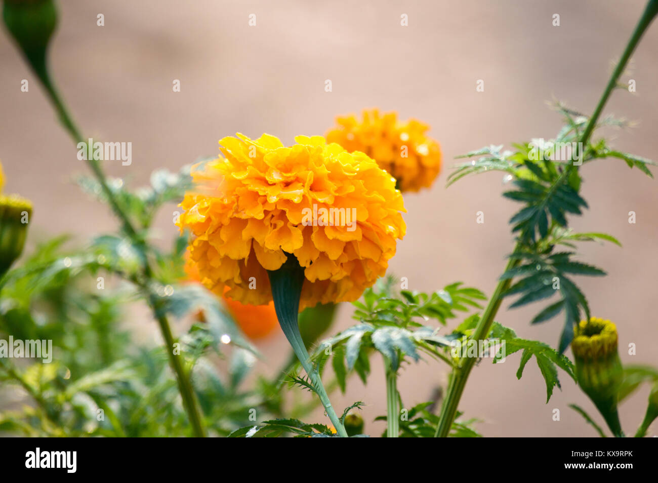 Yellow marigold flower in the garden Stock Photo - Alamy