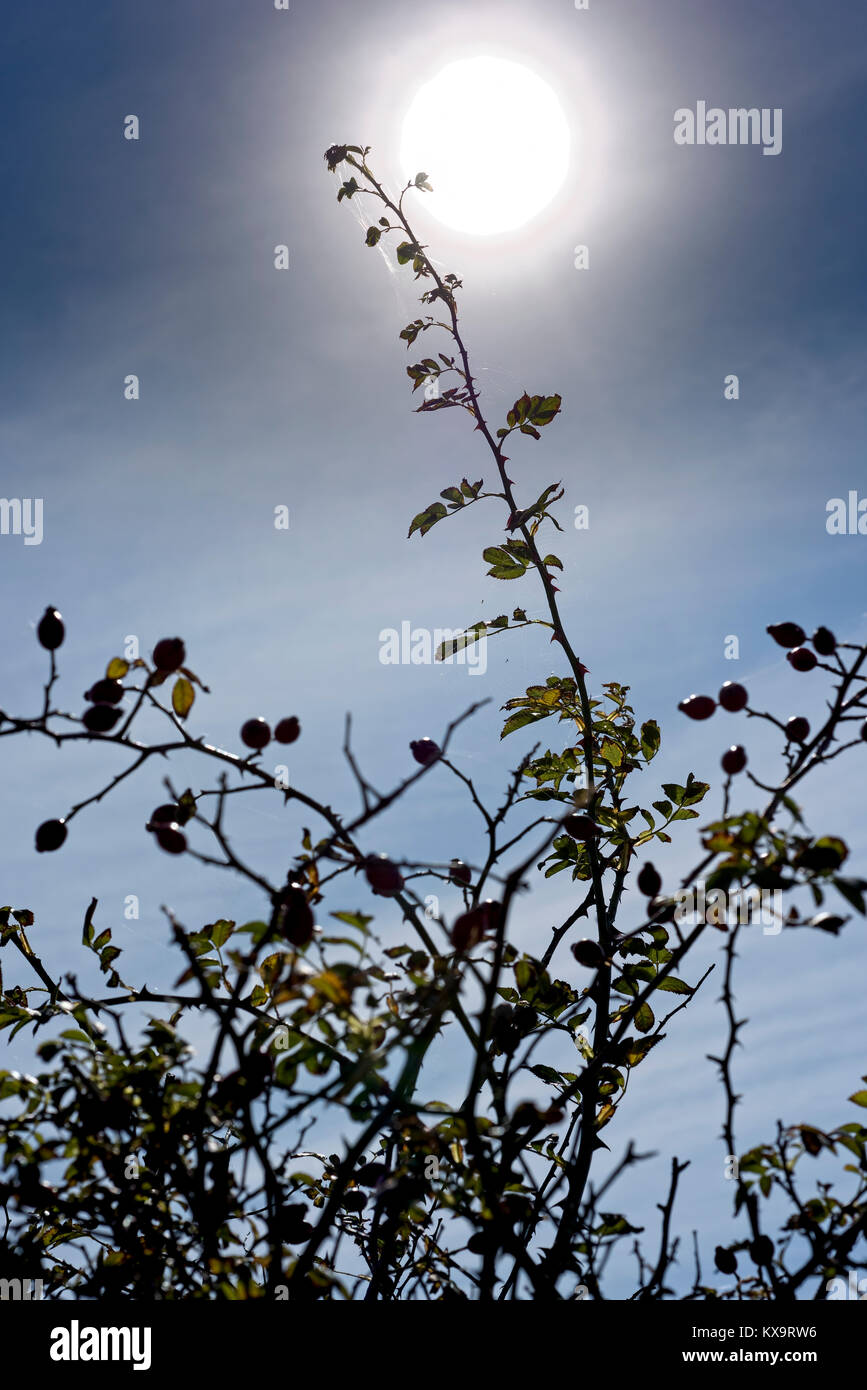 Tangle of vegetation hi-res stock photography and images - Alamy