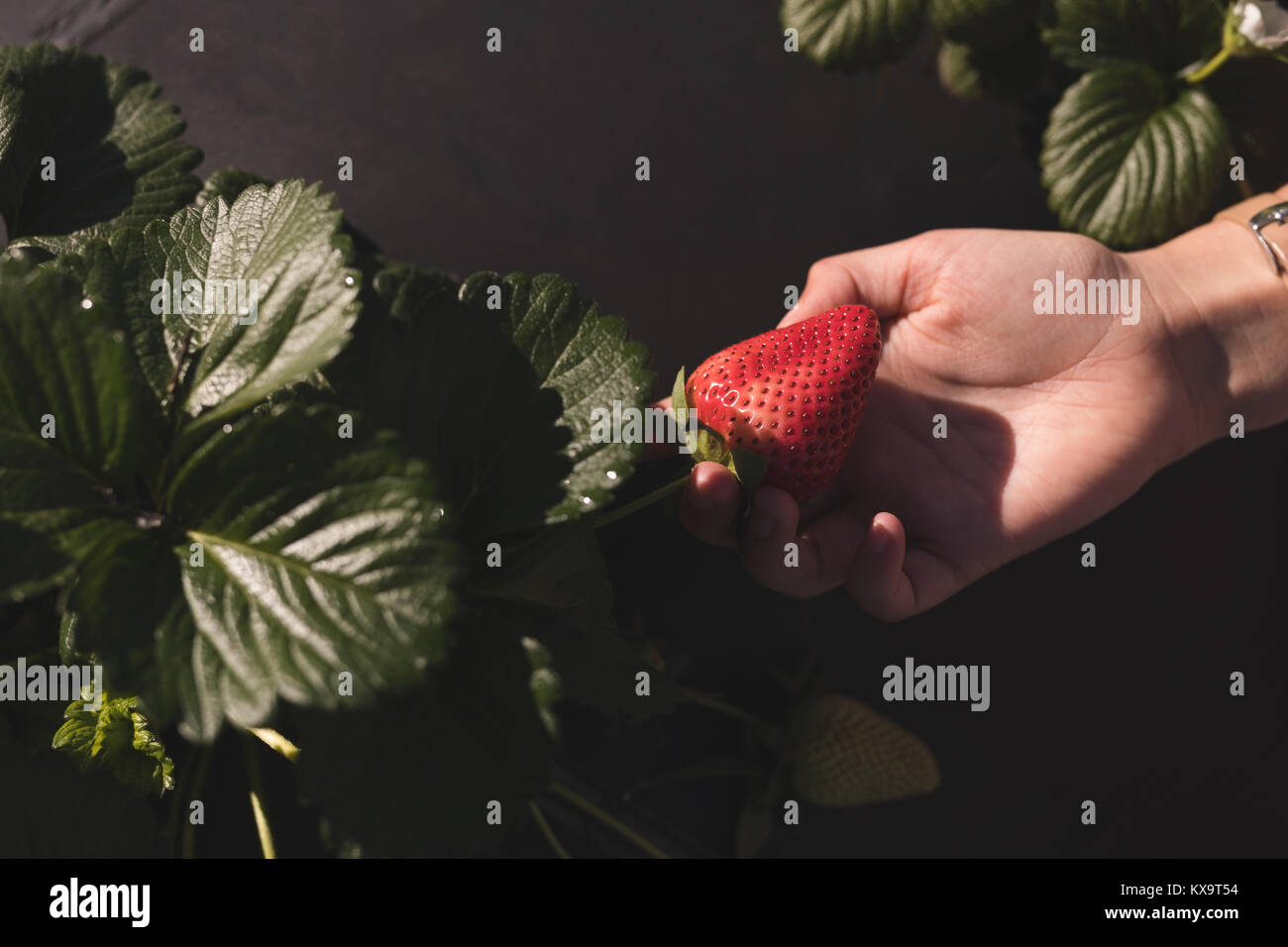 Plucking fruit hi-res stock photography and images - Alamy