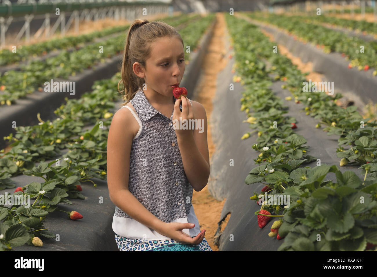 Plucked leaves hi-res stock photography and images - Alamy
