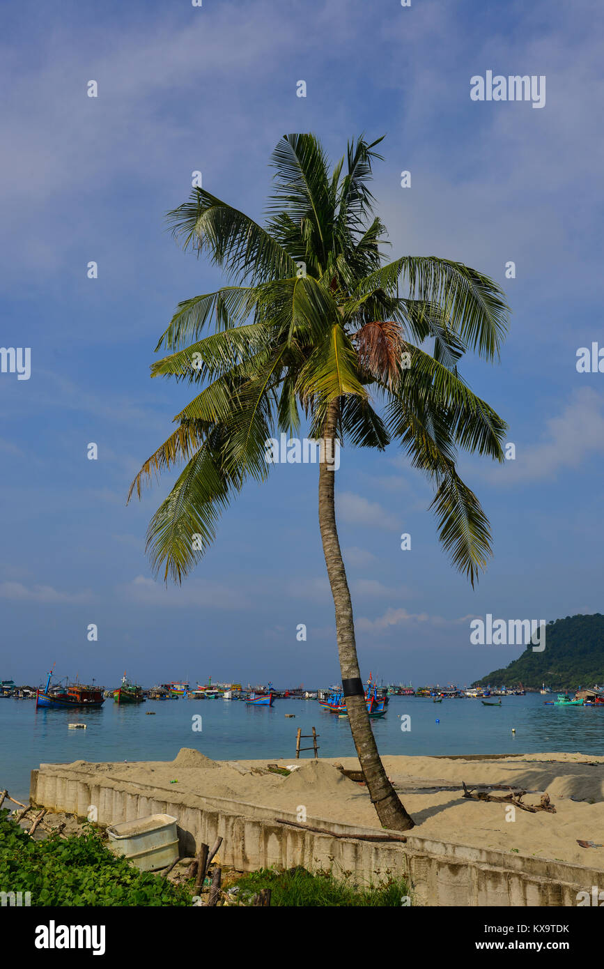 A coconut tree with seascape background in summer day Stock Photo - Alamy