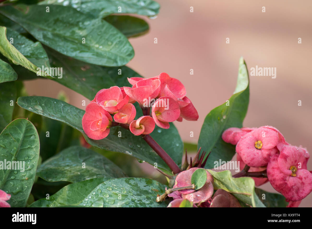 Christ Thorn flower Stock Photo - Alamy