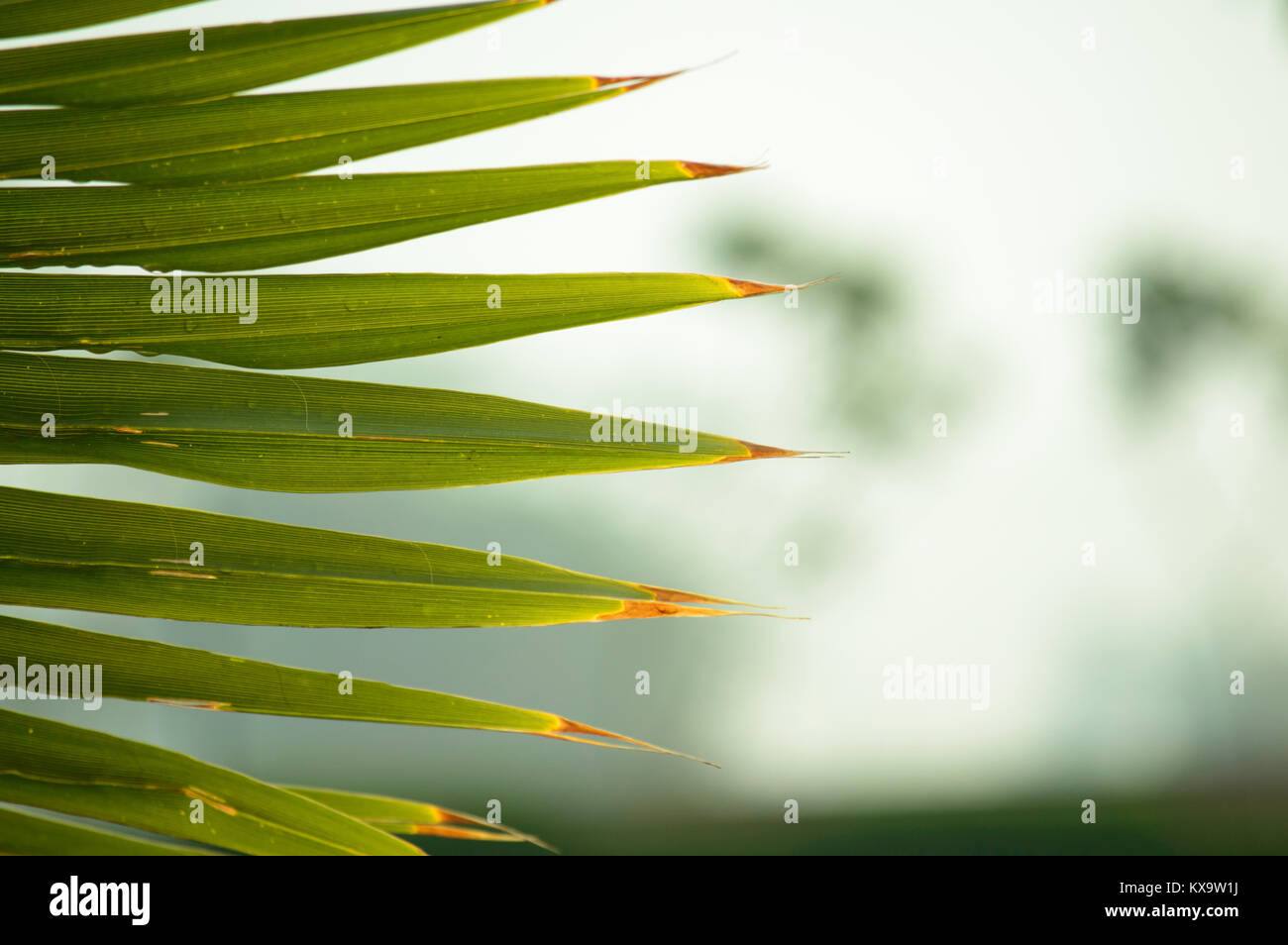 Green palm tree leaf background Stock Photo - Alamy