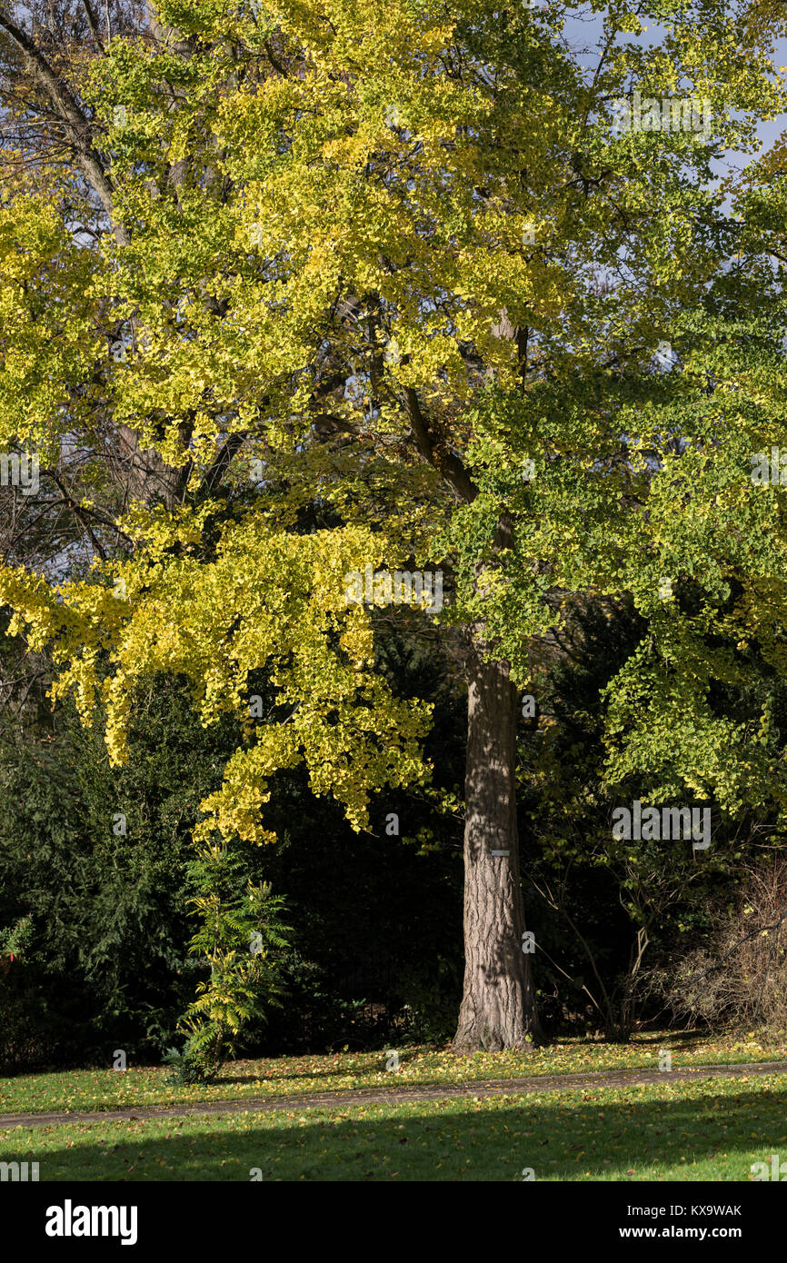 Ginkgo Biloba (Maidenhair Tree) in autumn, England, UK Stock Photo - Alamy