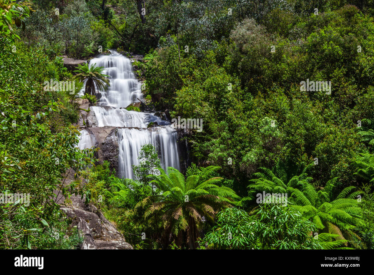 Fainter Falls in native Australian Forest. Kiewa Valley, Victoria ...