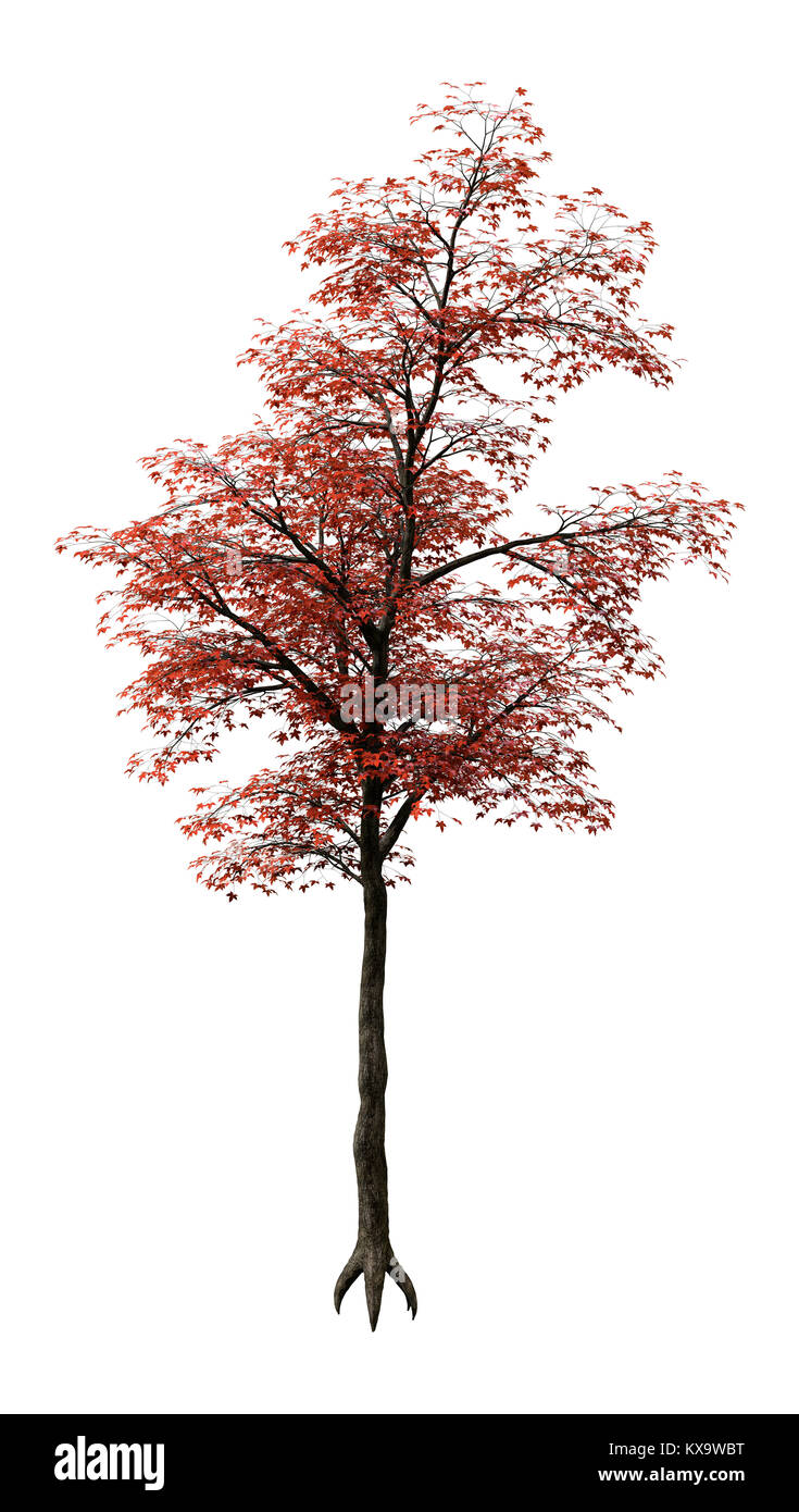 3D rendering of a red Japanese maple tree isolated on white background ...