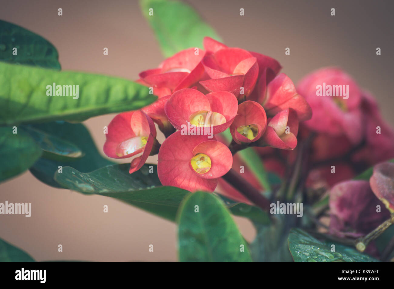 Christ Thorn flower Stock Photo - Alamy