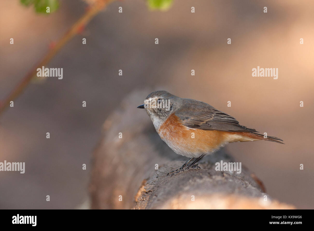 Biodiversity breeding hi-res stock photography and images - Alamy