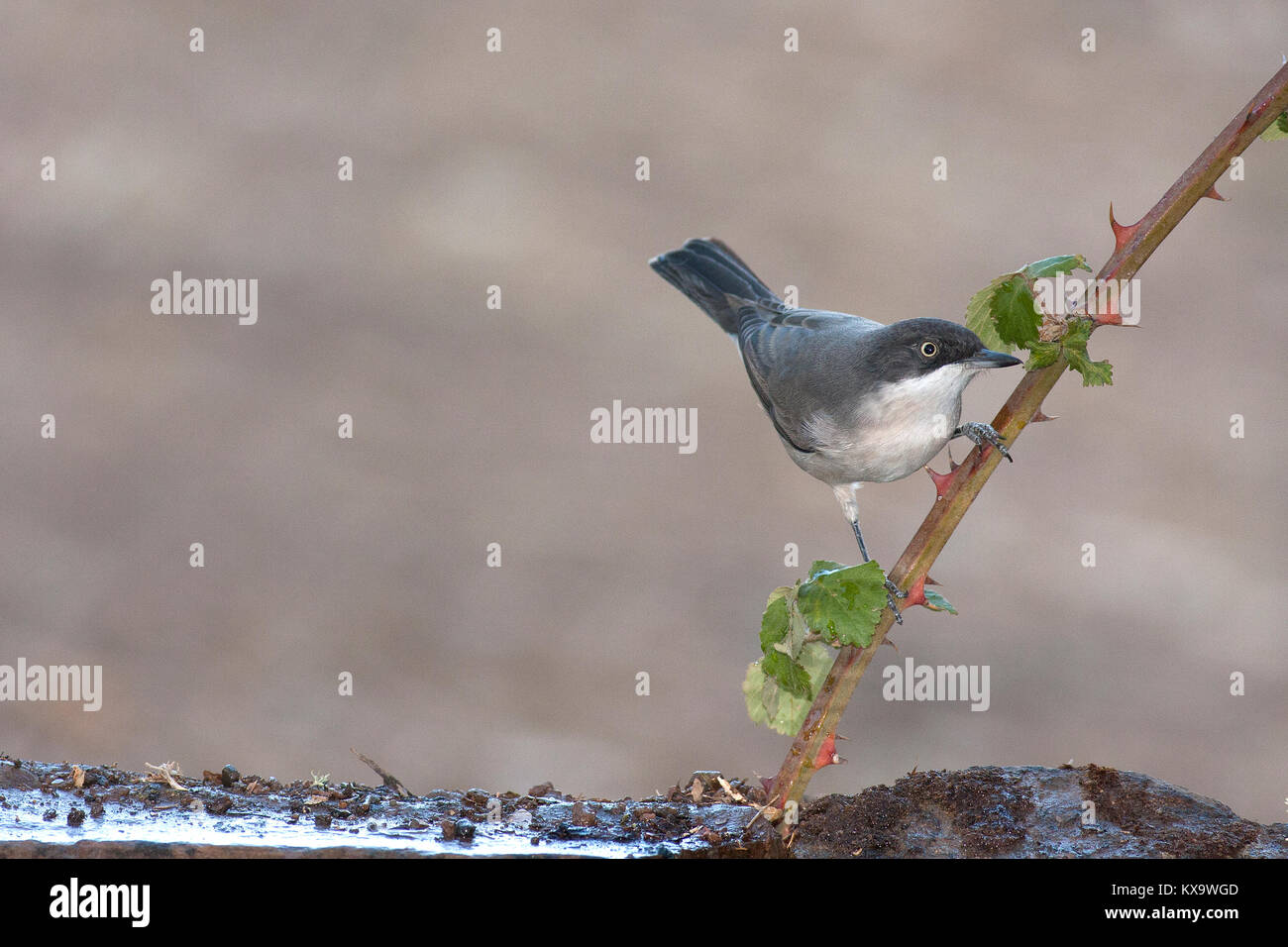 Curruca hortensis hi-res stock photography and images - Alamy